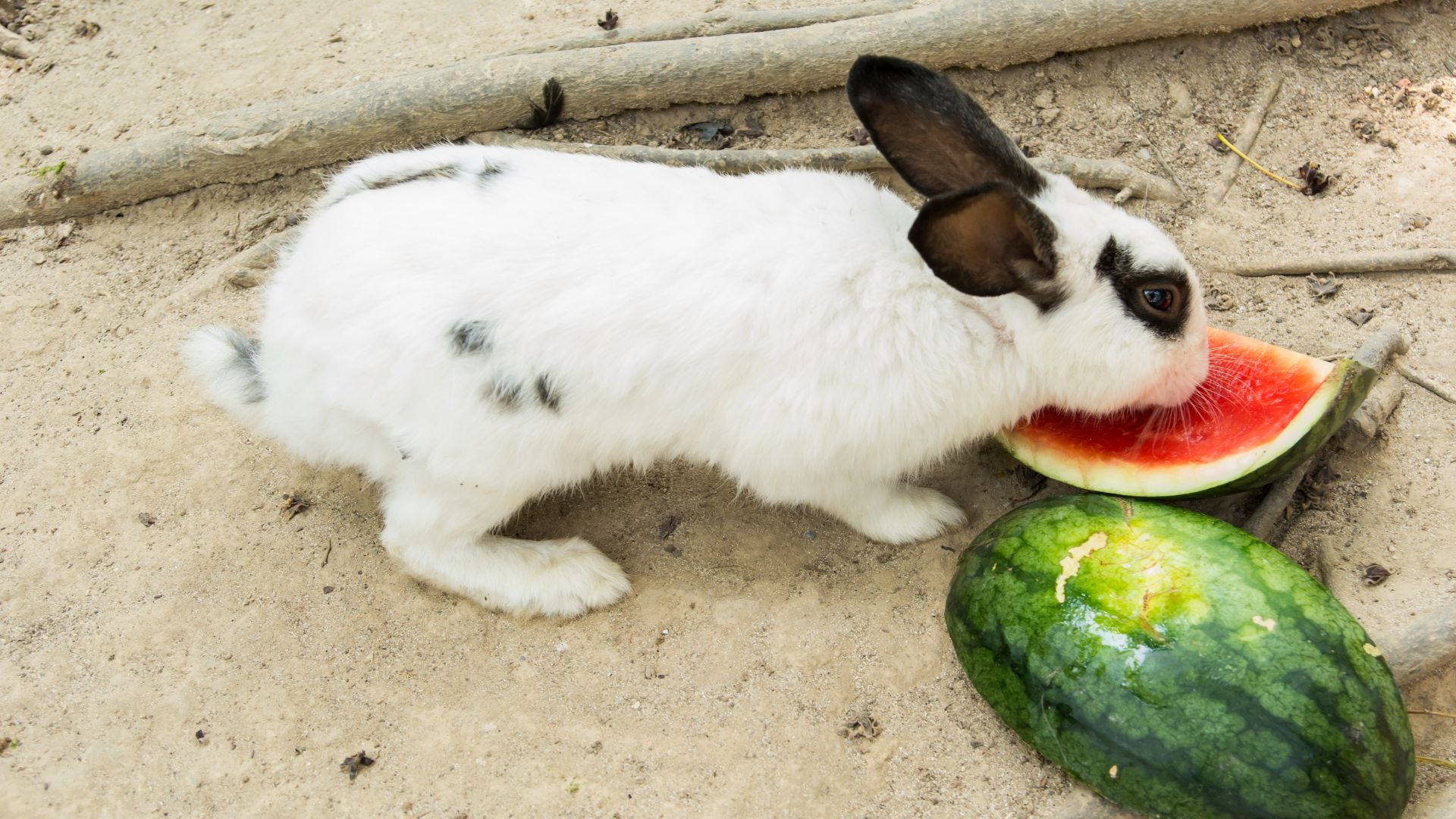 Can Rabbits Eat Watermelon? Is Watermelon Safe for Bunnies? - Pet ...