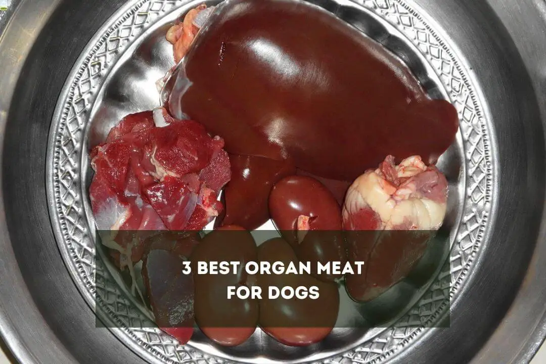 3 Best Organ Meats For Dogs: Is Organ Meat Good For Dogs - Pet Feeder Tips
