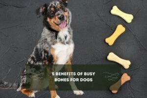Are Busy Bones Good for Dogs: An In-Depth Look at the Benefits and ...