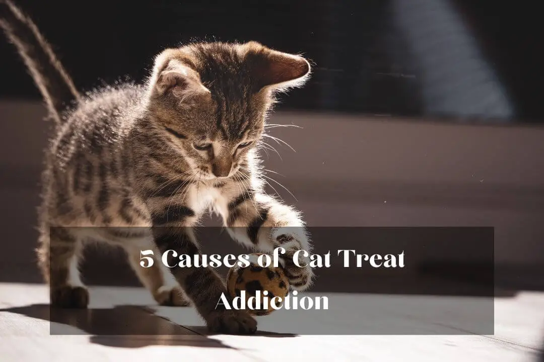 My Cat Is Addicted To Treats: 5 Treatment Options