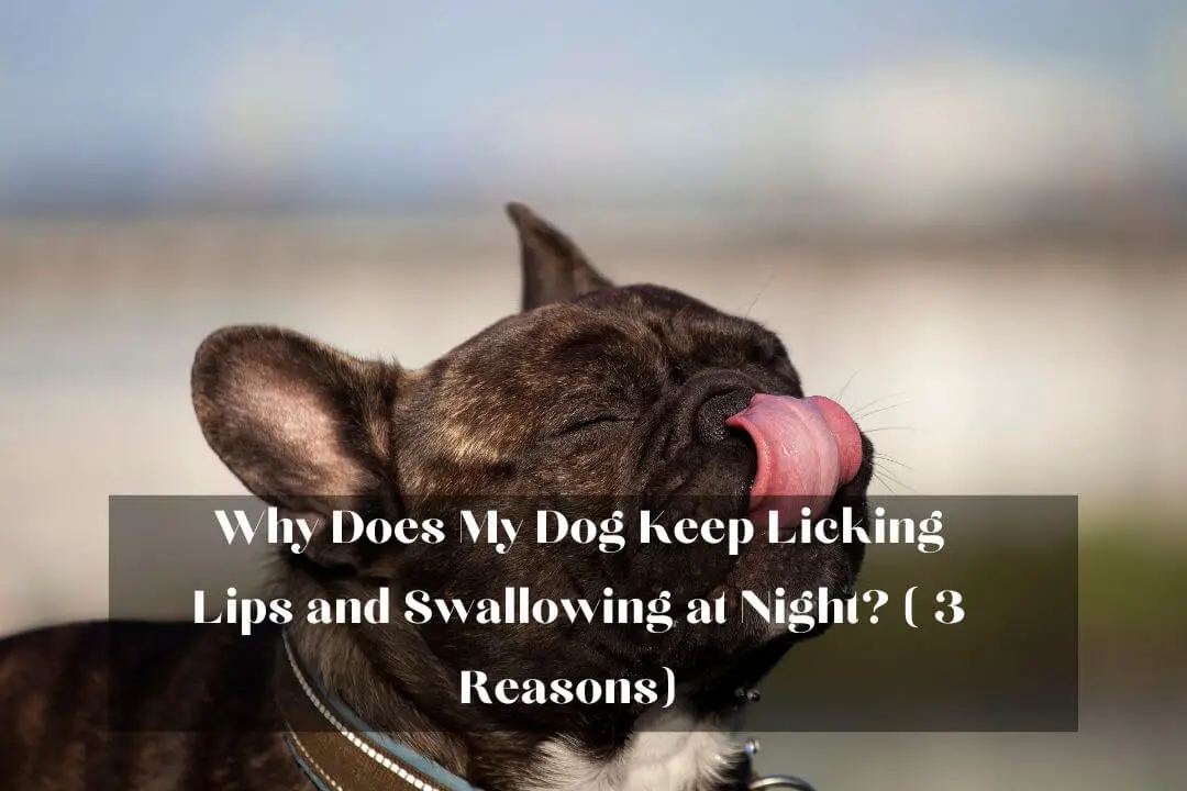 Why Does My Dog Keep Licking Lips and Swallowing at Night? ( 3 Solid Reasons)